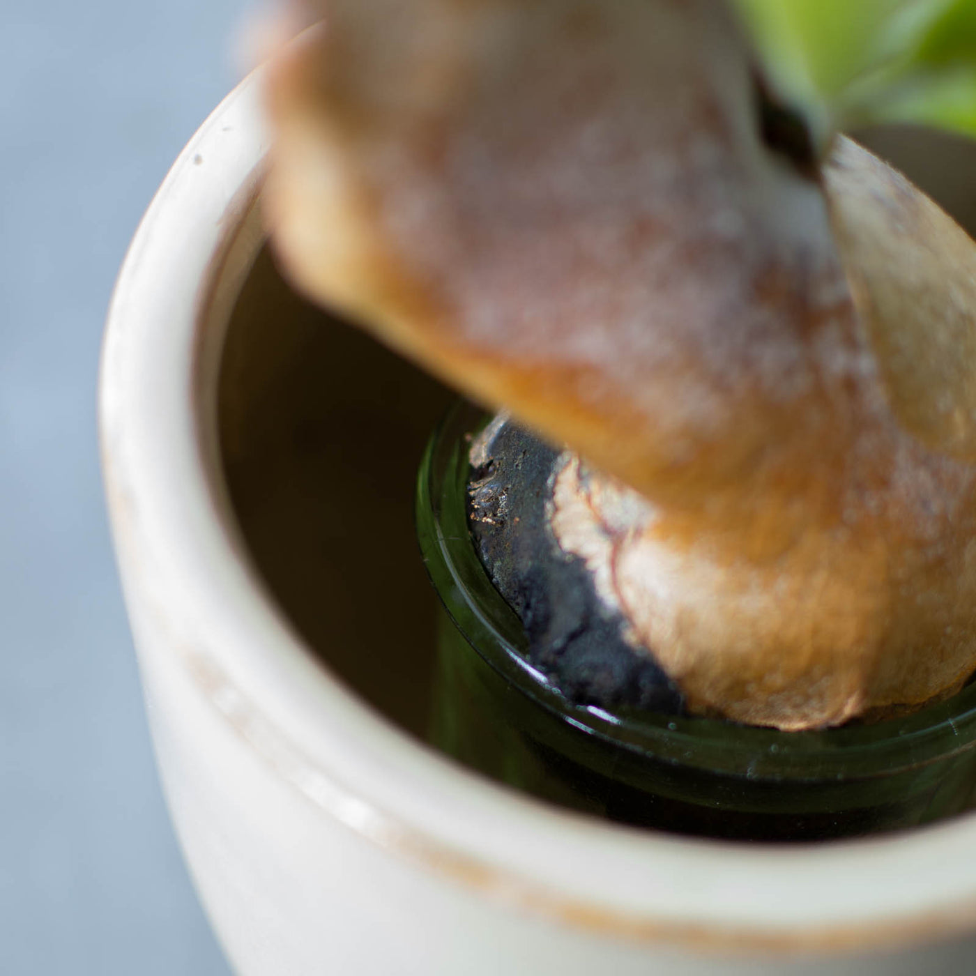 Colon Leg Pot — ANTRY USE ONLY GENUINE