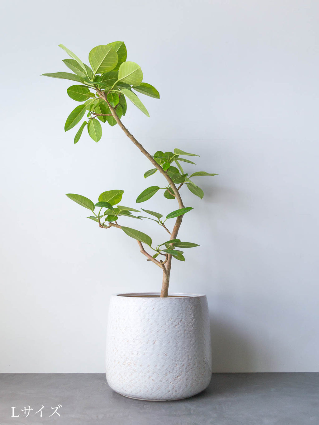 ANTRY POTTERY SERIES — ANTRY USE ONLY GENUINE